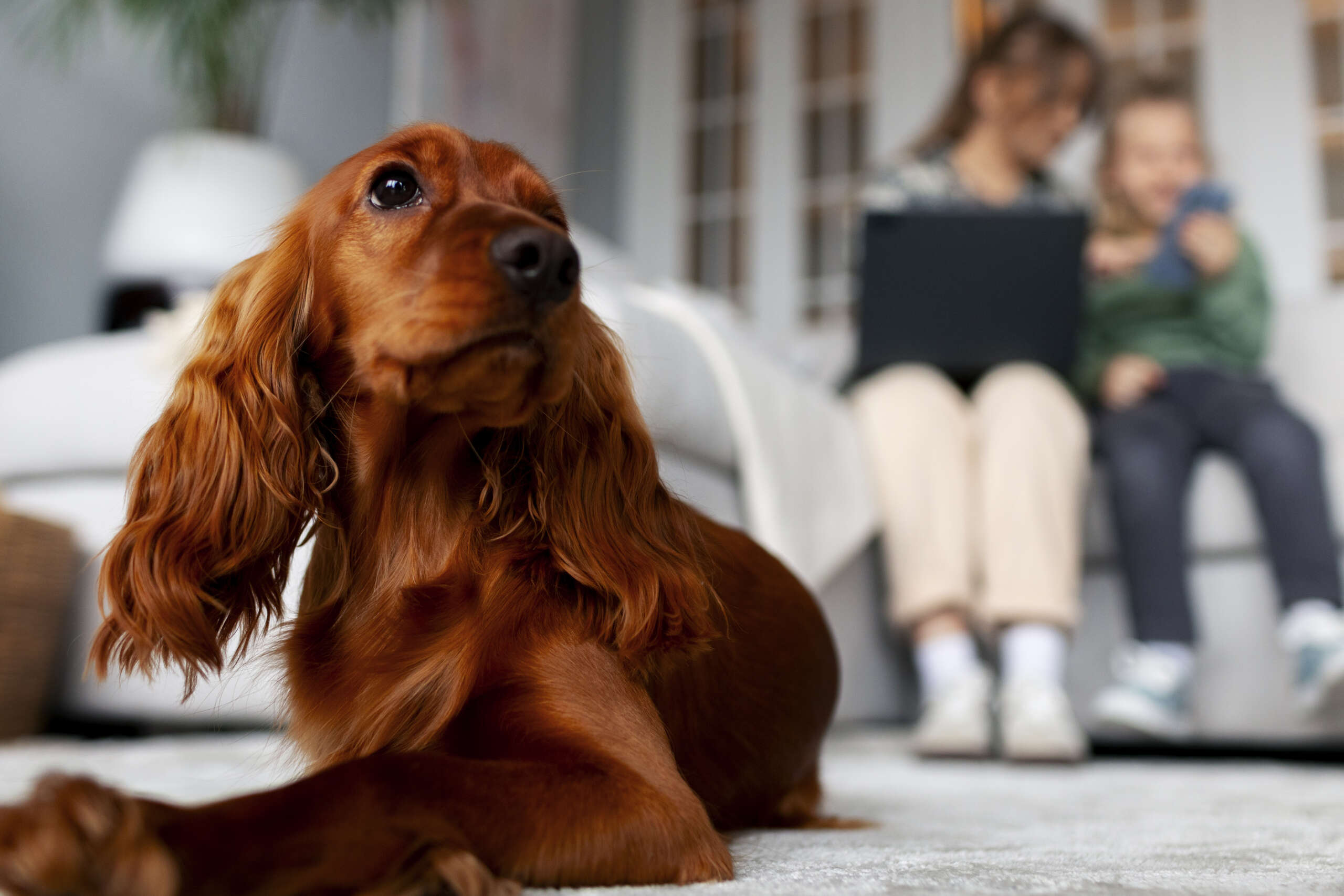 Find Your Perfect Match: Choosing the Right Dog Breed for Your Lifestyle