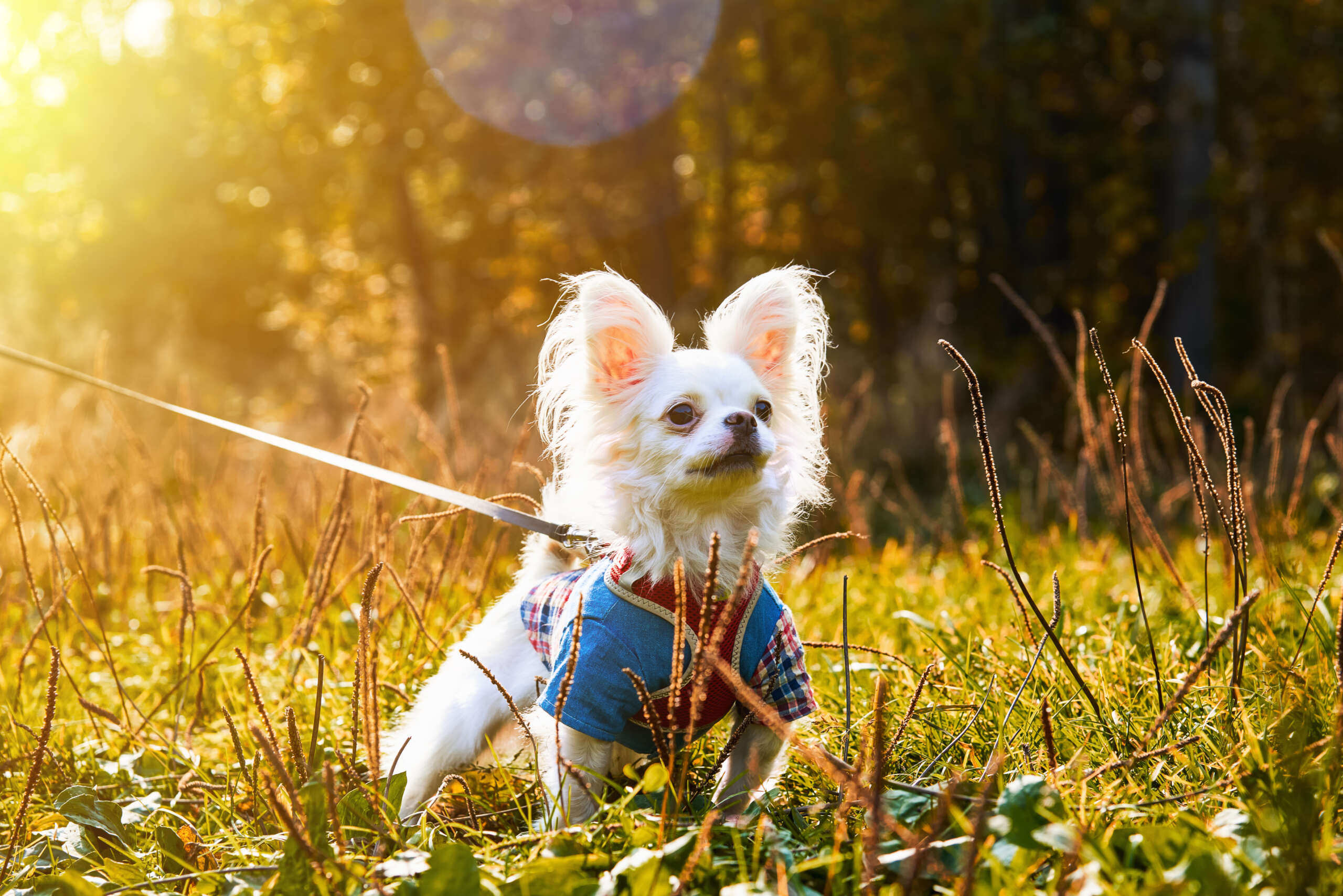 Potty Training Secrets: The Ultimate Guide to a Clean Home and Happy ...