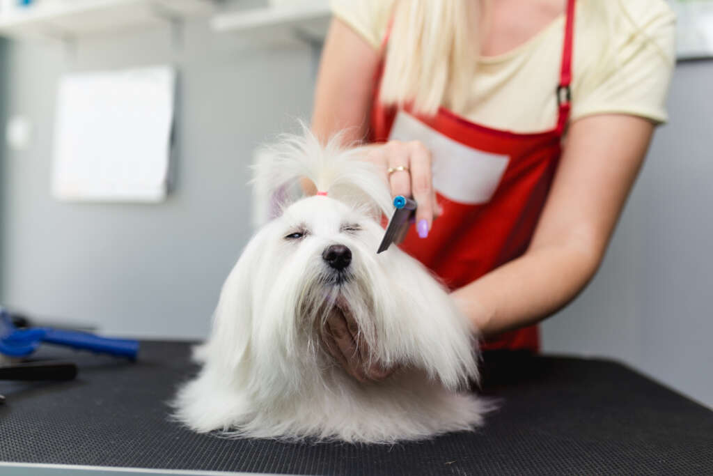 DIY Dog Grooming: Easy At-Home Tips for a Perfect Pooch