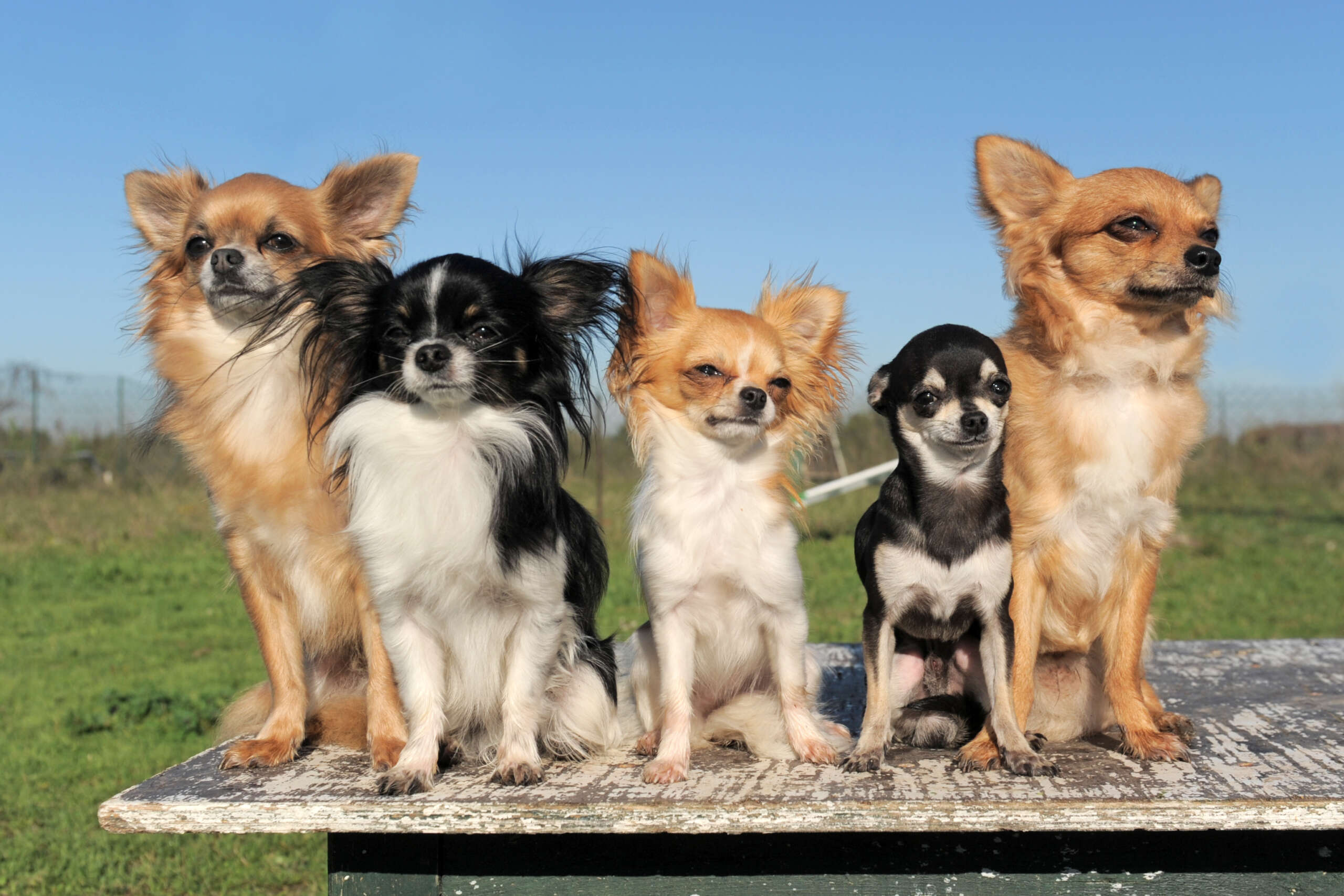 Tiny but Mighty: Meet the Small Dog Breeds with Big Personalities