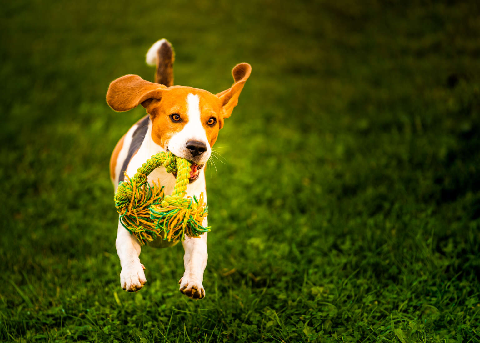 Potty Training Secrets: The Ultimate Guide to a Clean Home and Happy ...