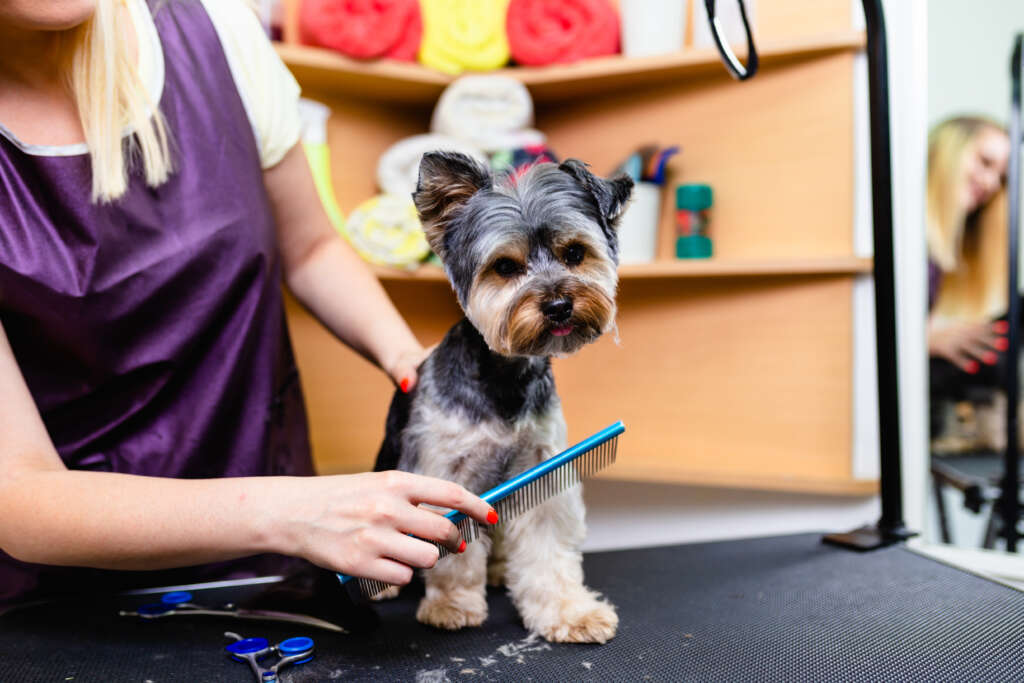 DIY Dog Grooming: Easy At-Home Tips for a Perfect Pooch