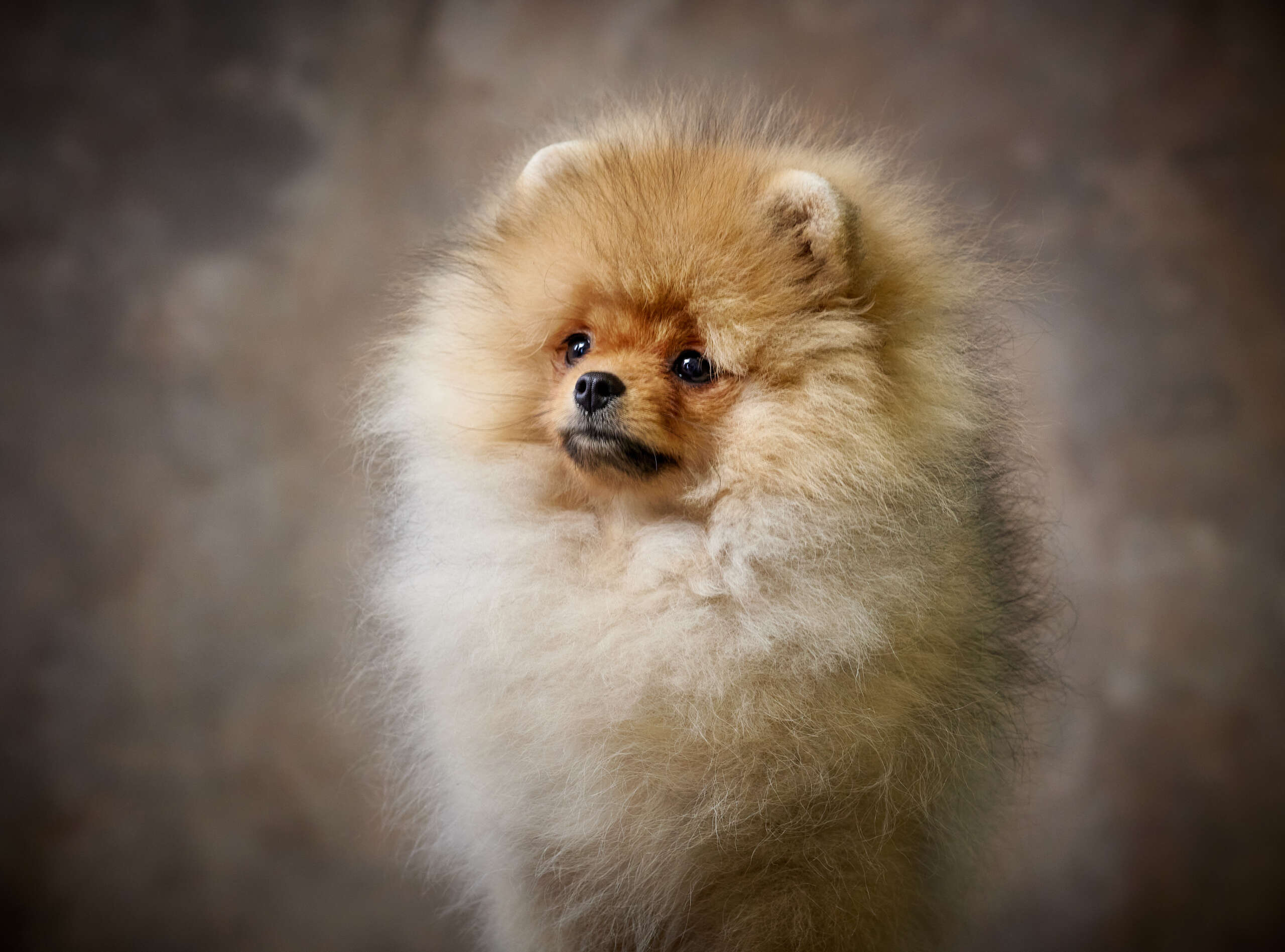 Top 10 Fluffiest Dog Breeds You’ll Fall in Love With