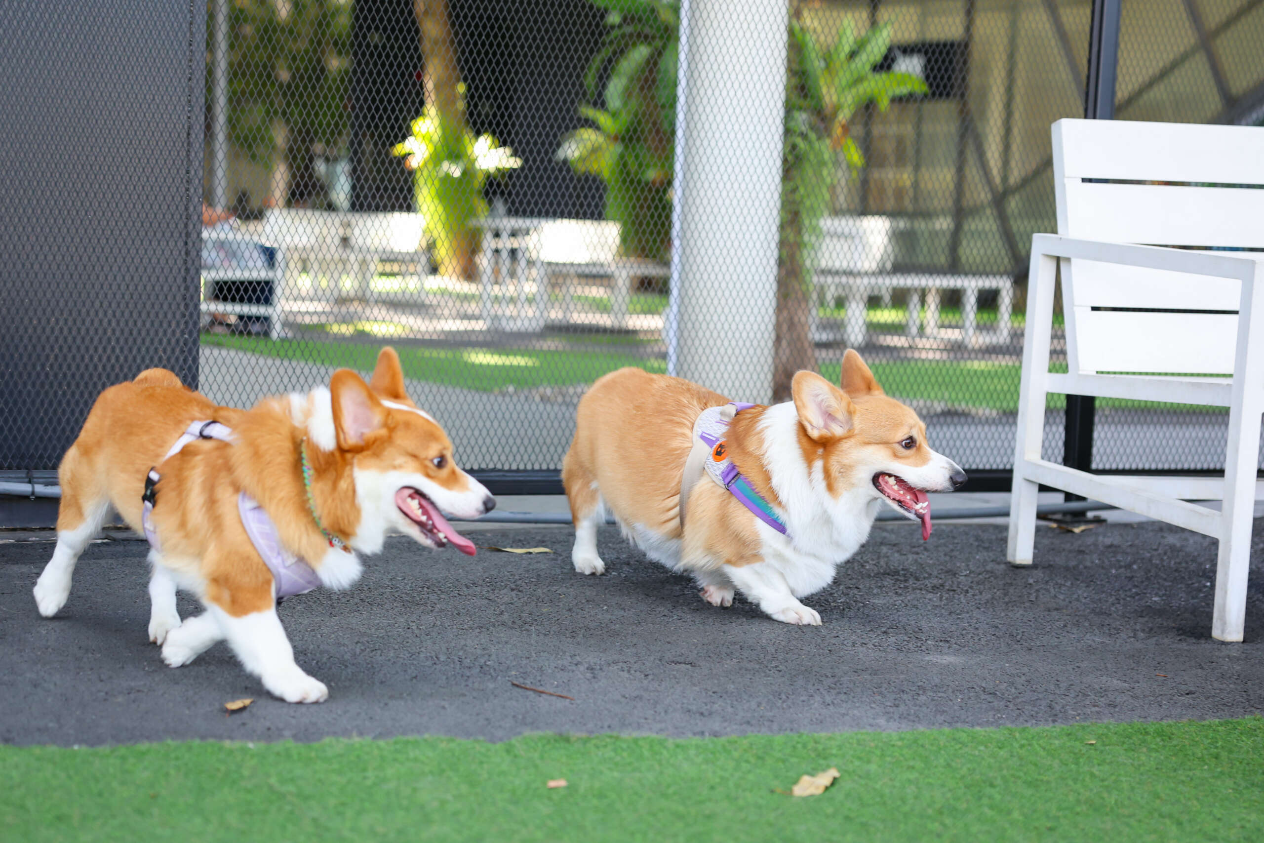 The Best Enclosed Dog Run Ideas for Big Dogs