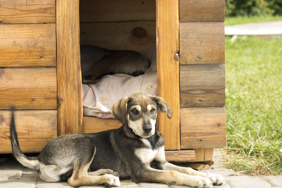 Outdoor Dog House Designs for Big Dogs